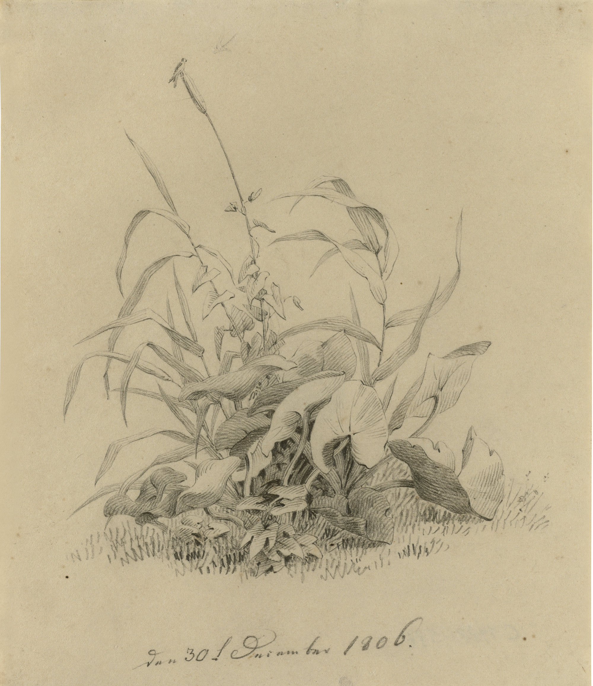 Caspar David Friedrich, Goethe und die Romantik in Weimar ...